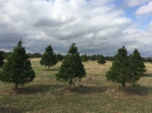 Cut Your Own Christmas Tree at Elgin Christmas Tree Farm | Elgin, TX